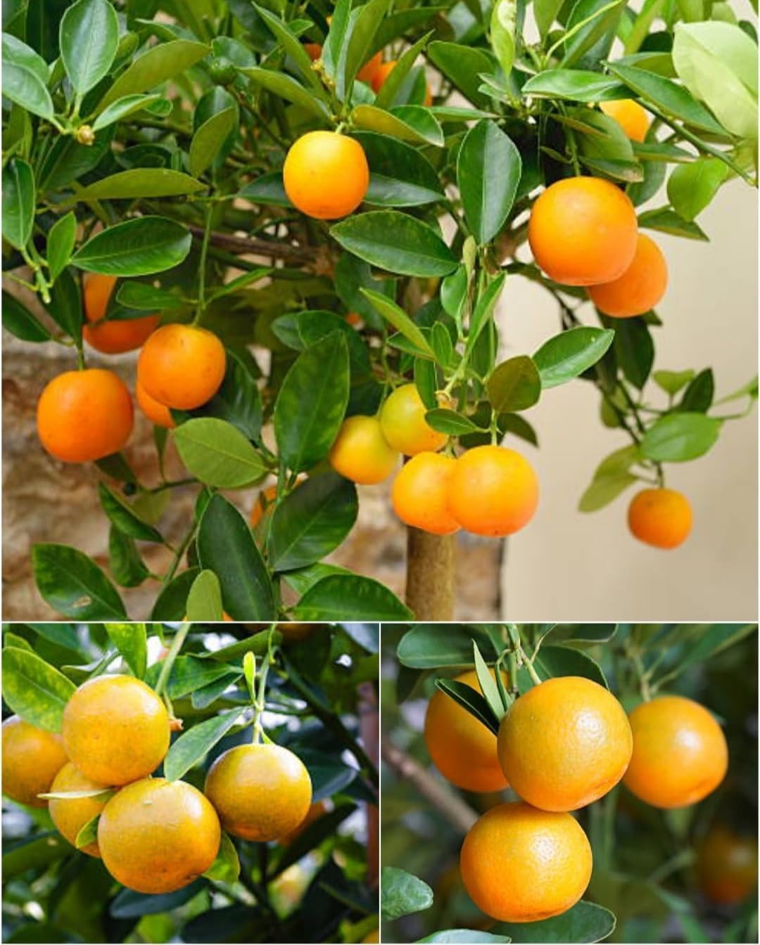 Golden Bloom Nagpur Orange Sweet Fruit Plants For Small Gardens Exotic ...
