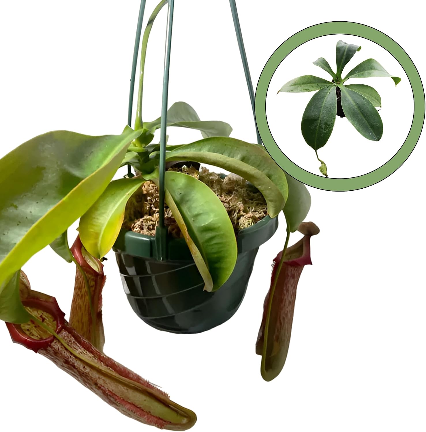 Amazon.com : Nepenthes Miranda Starter Plant : Patio, Lawn & Garden