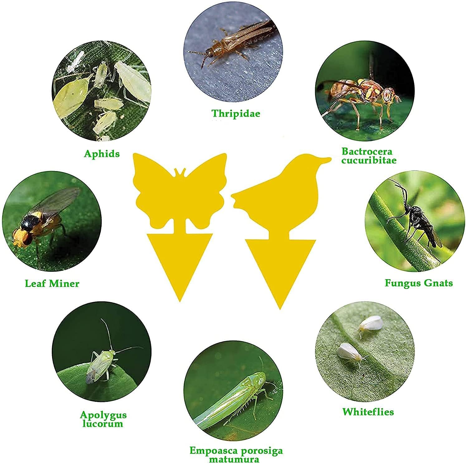 Welwoon 60 Pcs Yellow Sticky Fly Traps, Fly Trap Dual Sided Sticky ...