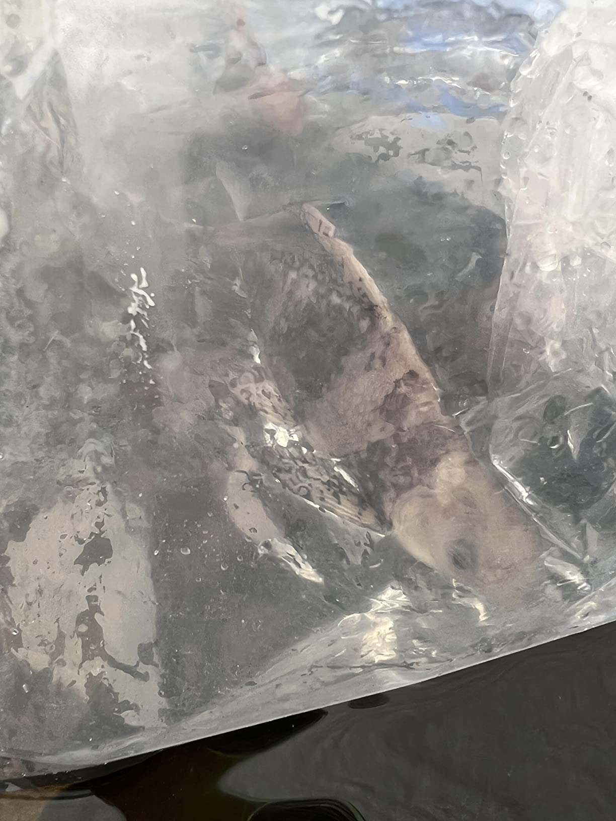 Amazon.com : 3 pack Live 3 inch Hi Fin Sharks for Aquarium Fish Tank or ...