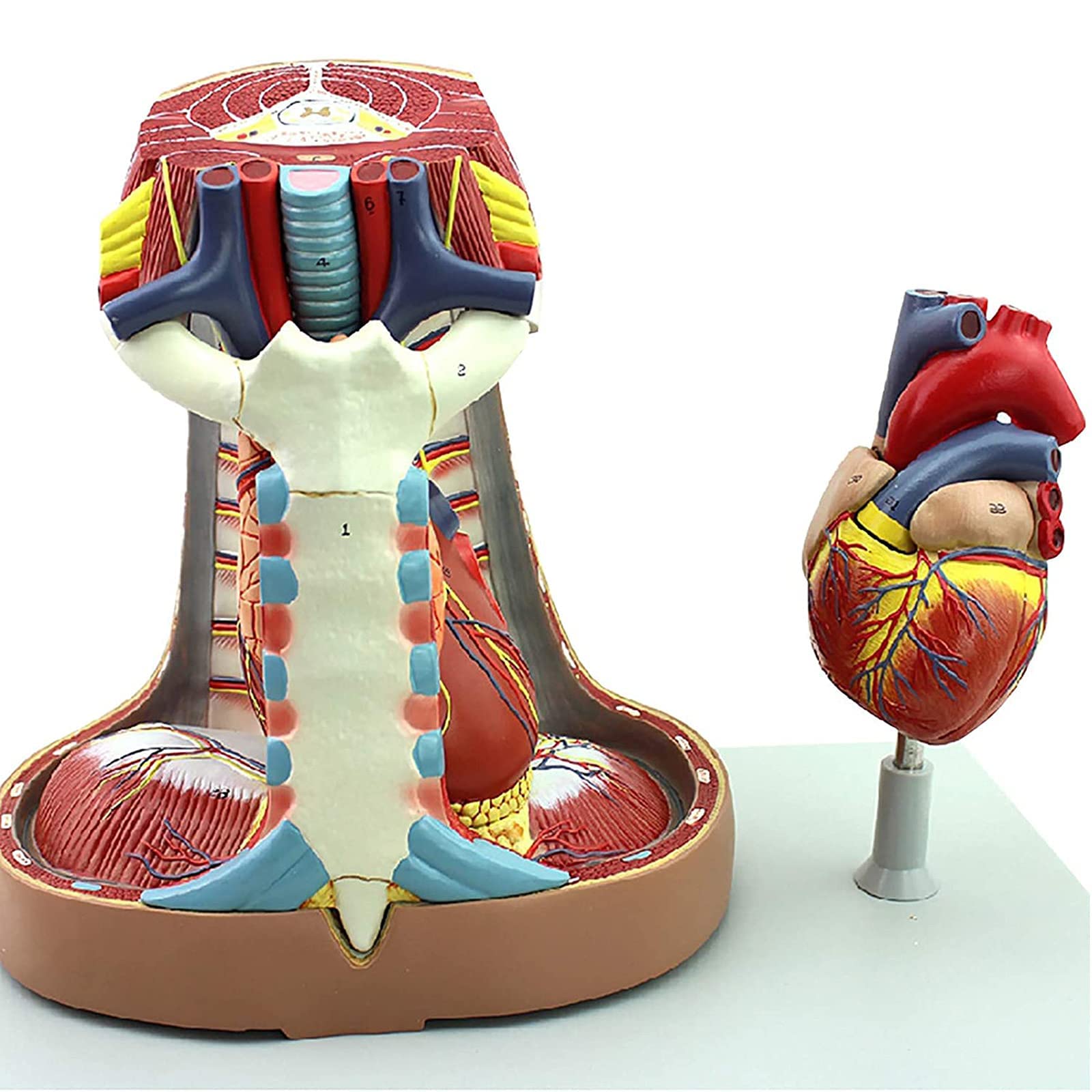 Buy BJH Human Mediastinum Model, Heart Anatomical Model Sternum Thymus ...