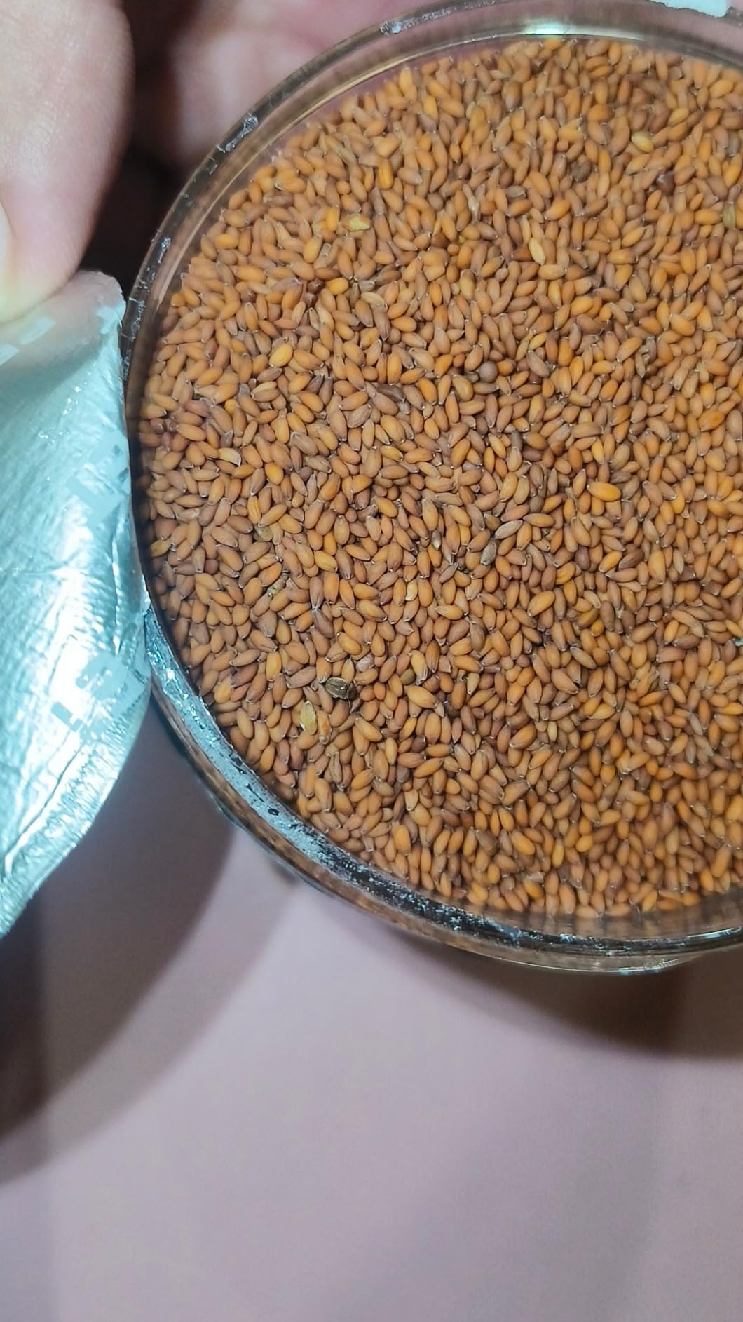 Go Vegan Halim Seeds 400 gm | Garden Cress Asaliya | Aliv Pure ...