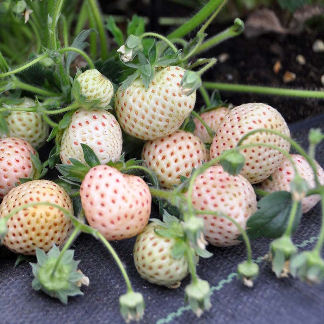 White Alpine Strawberry Seeds
