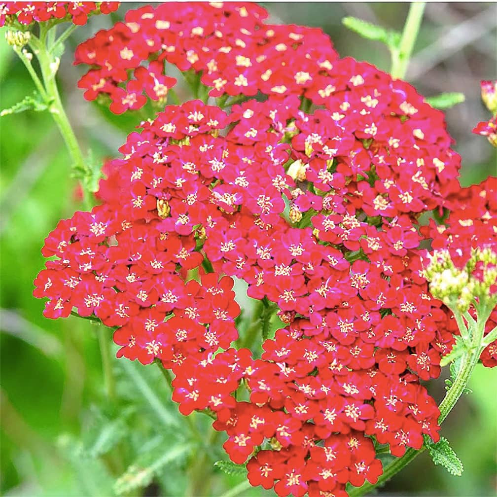 Amazon.com : Red Yarrow - A Favorite Perennial Wildflower - 17,500 ...