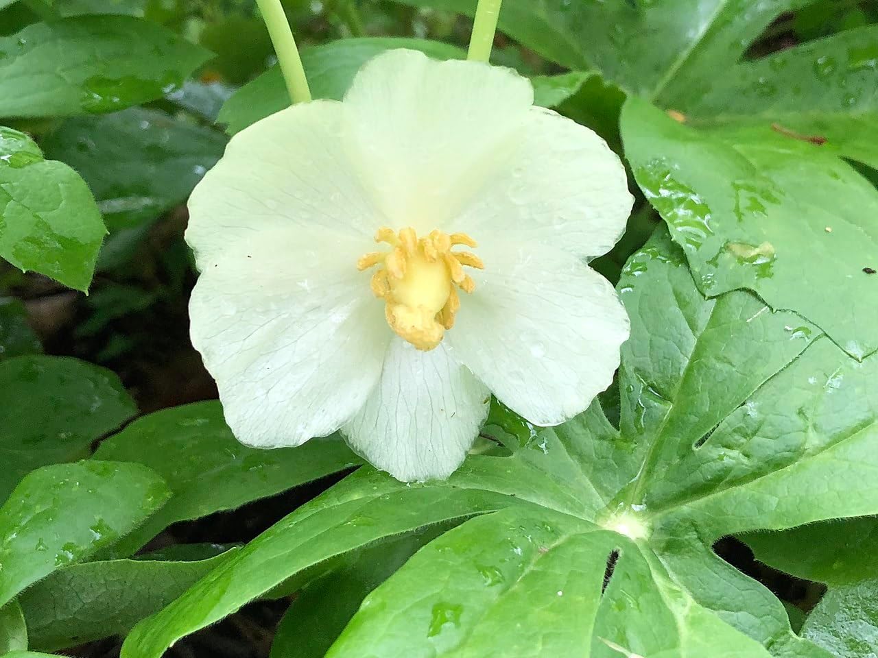 Amazon.com : Generic 12 mayapple Root Systems,Podophyllum peltatum ...