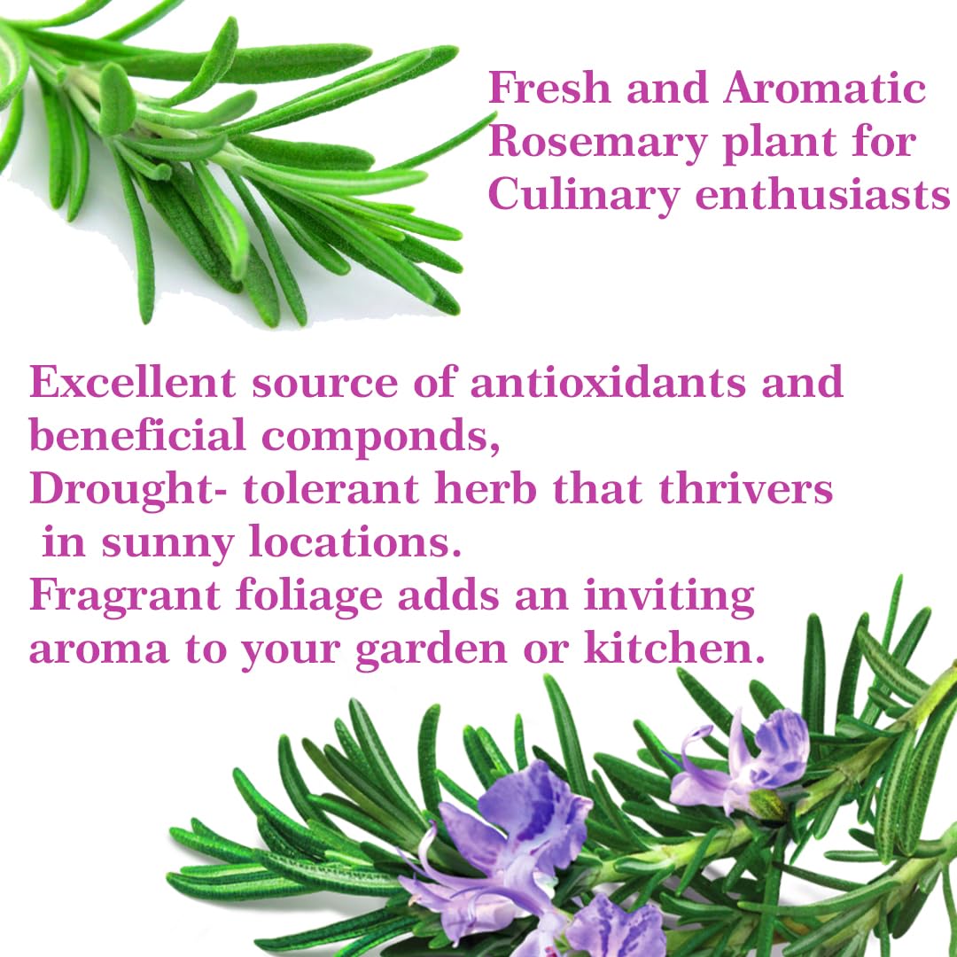 Picture Of Rosemary Plant 11 Essential Tips For Growing Rosemary