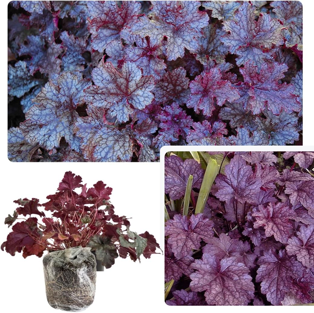 Amazon.com : Heuchera Live Plant, Heuchera Coral Bells Live Plant, Deep ...