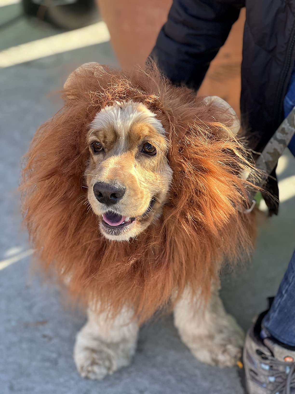 $3/mo - Finance Dog Lion Mane - Halloween Realistic & Funny Lion Mane ...