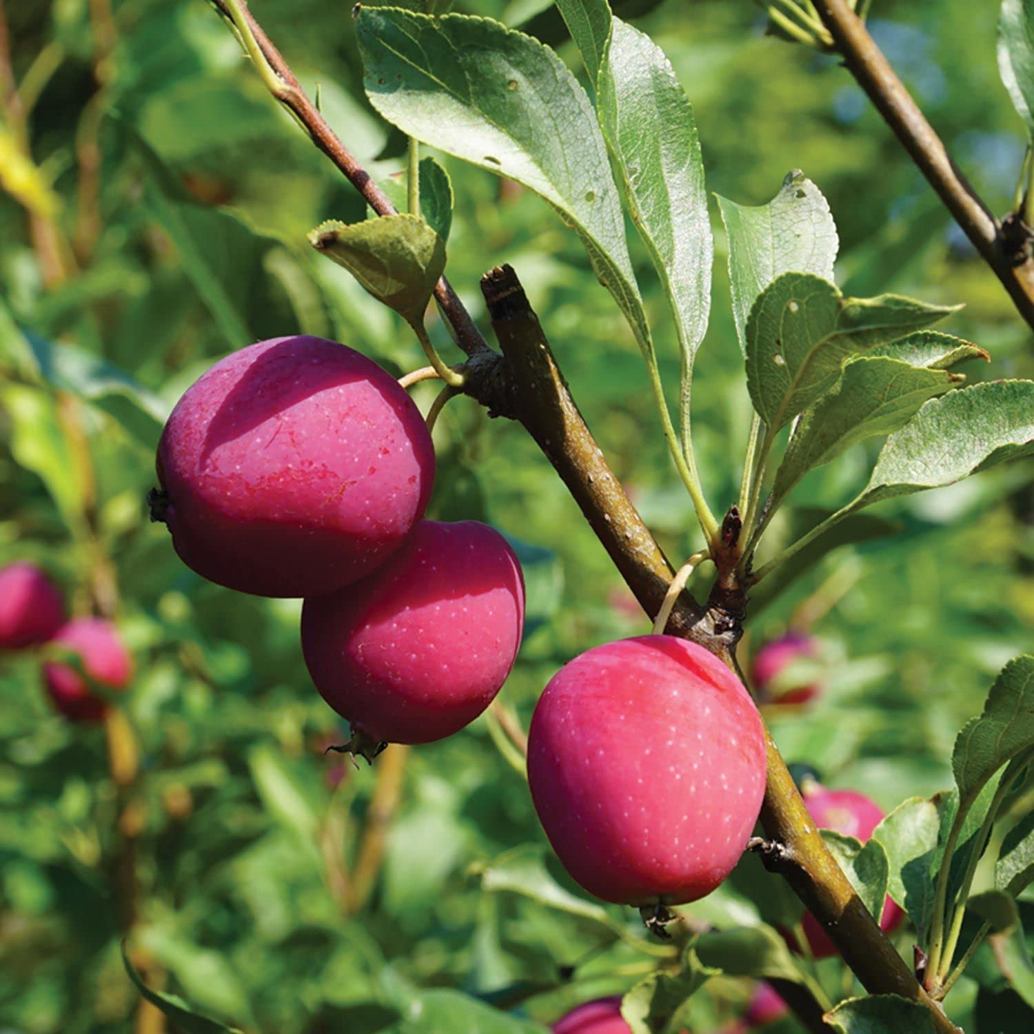 Dolgo Crabapple