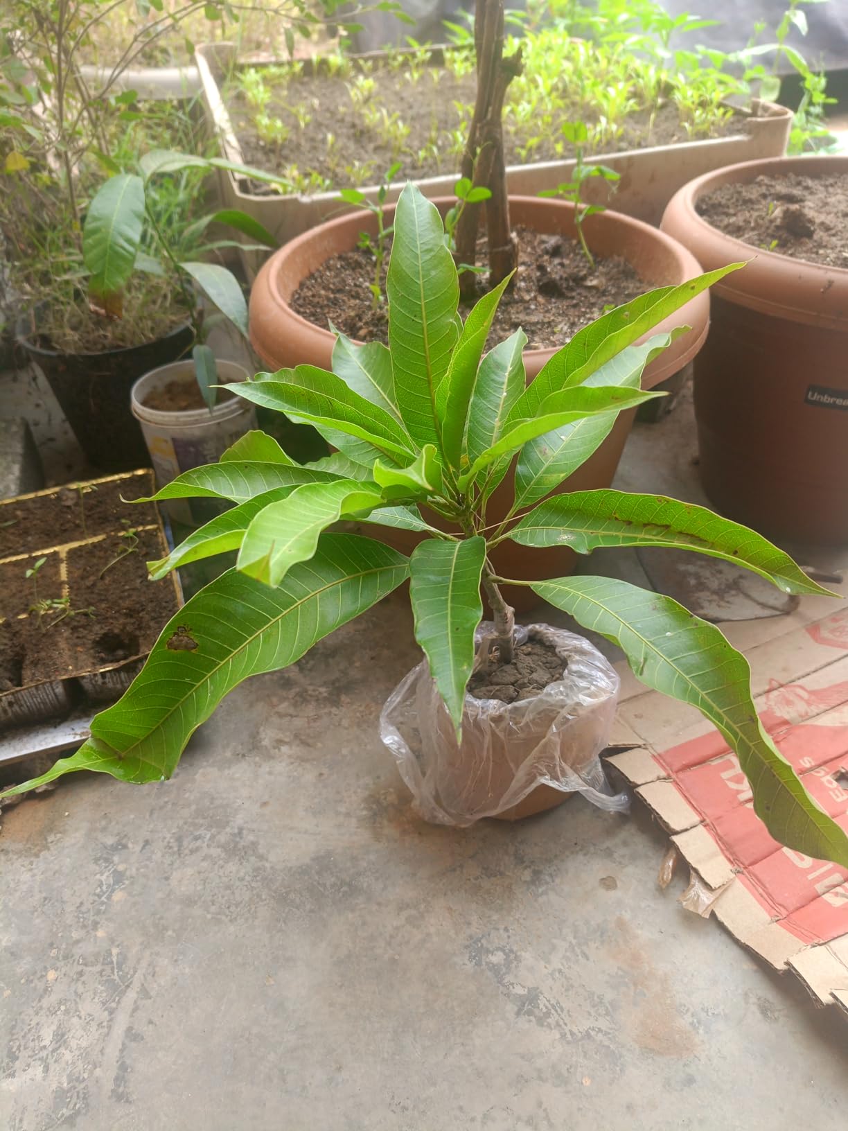 Thai Katimon mango, Thailand katimon mango, Thailand katimon mango ...