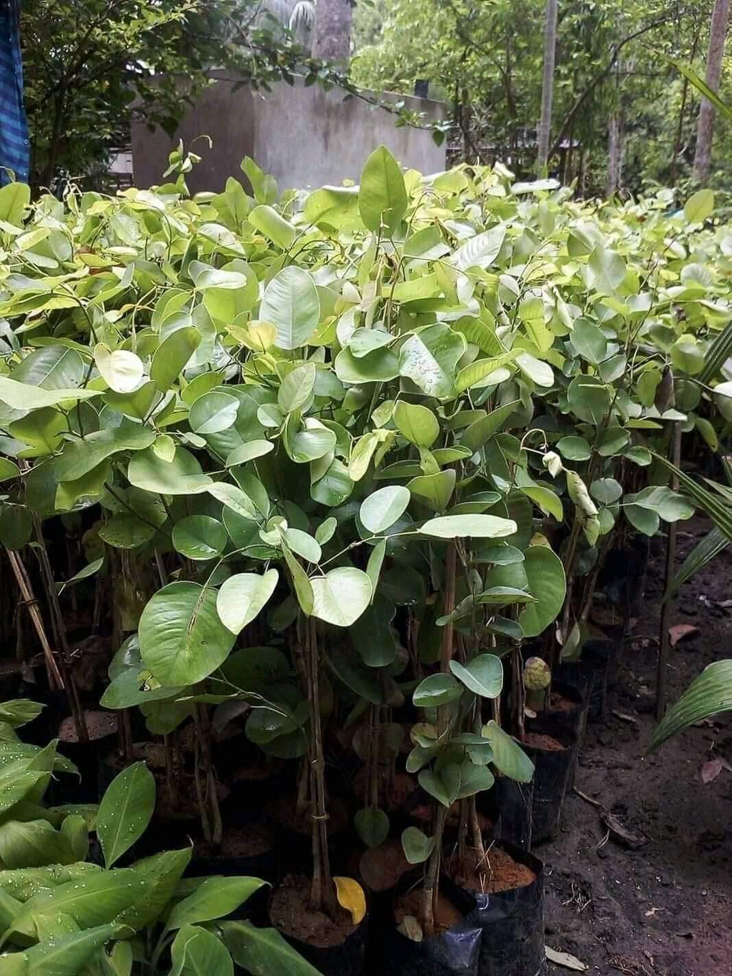 Red sandal tree live plant (Pack of 3) : Amazon.in: Garden & Outdoors