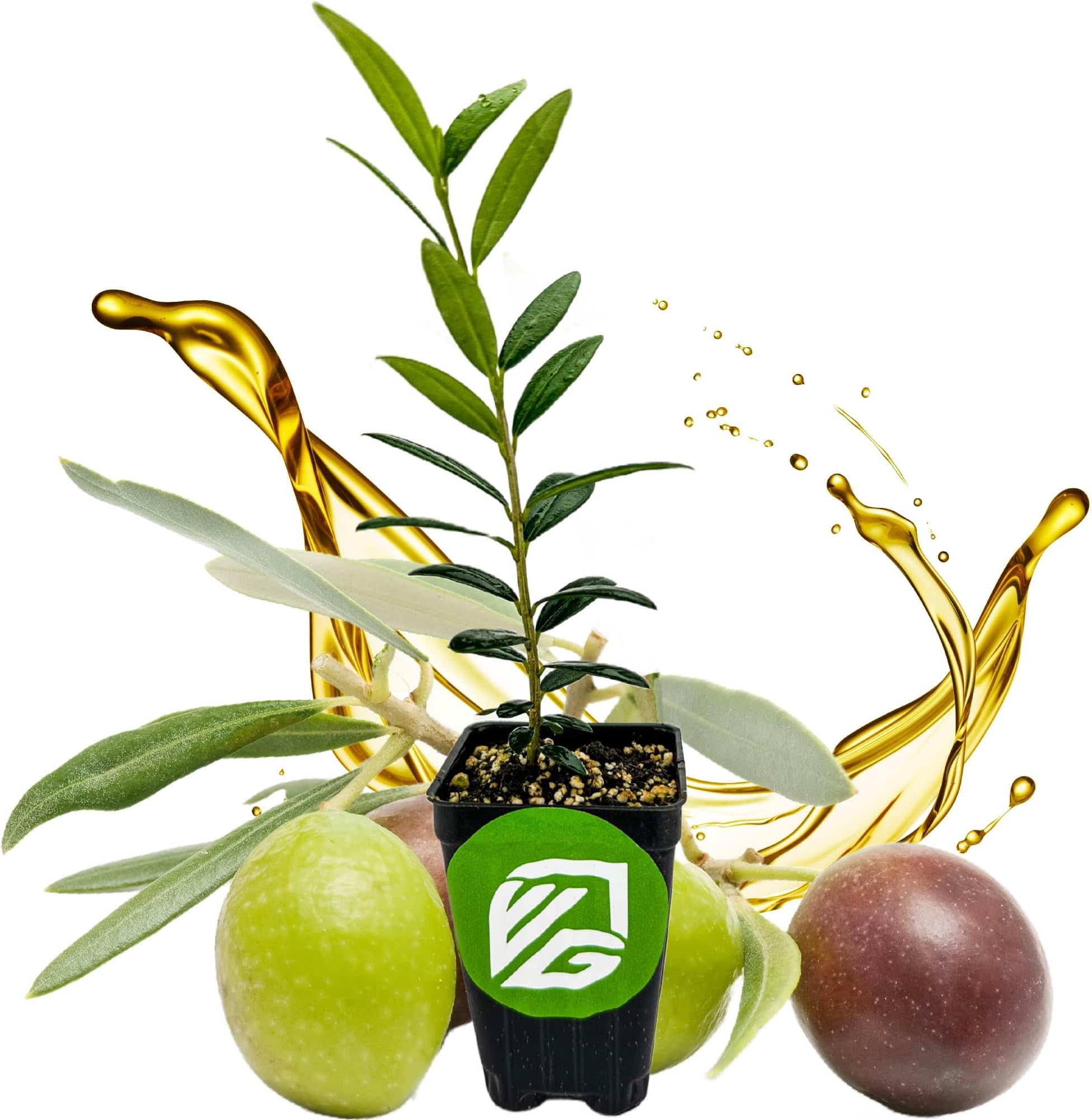 Amazon.com : Olive Tree Seeds (10 Seeds) Common Olive, Edible Olive ...