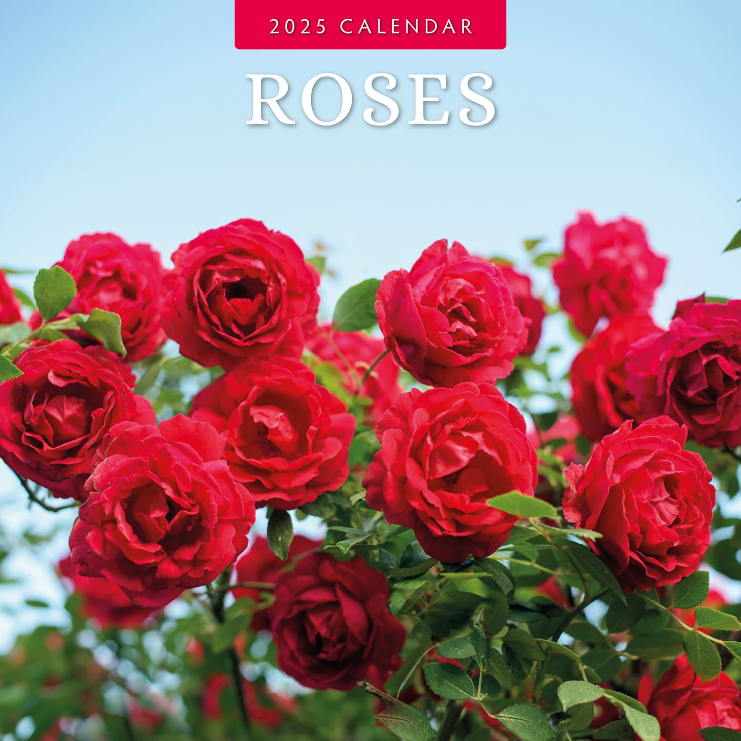 Amazon.com: Red Robin 2025 Roses Monthly Wall Calendar | 12" x 24" Open ...
