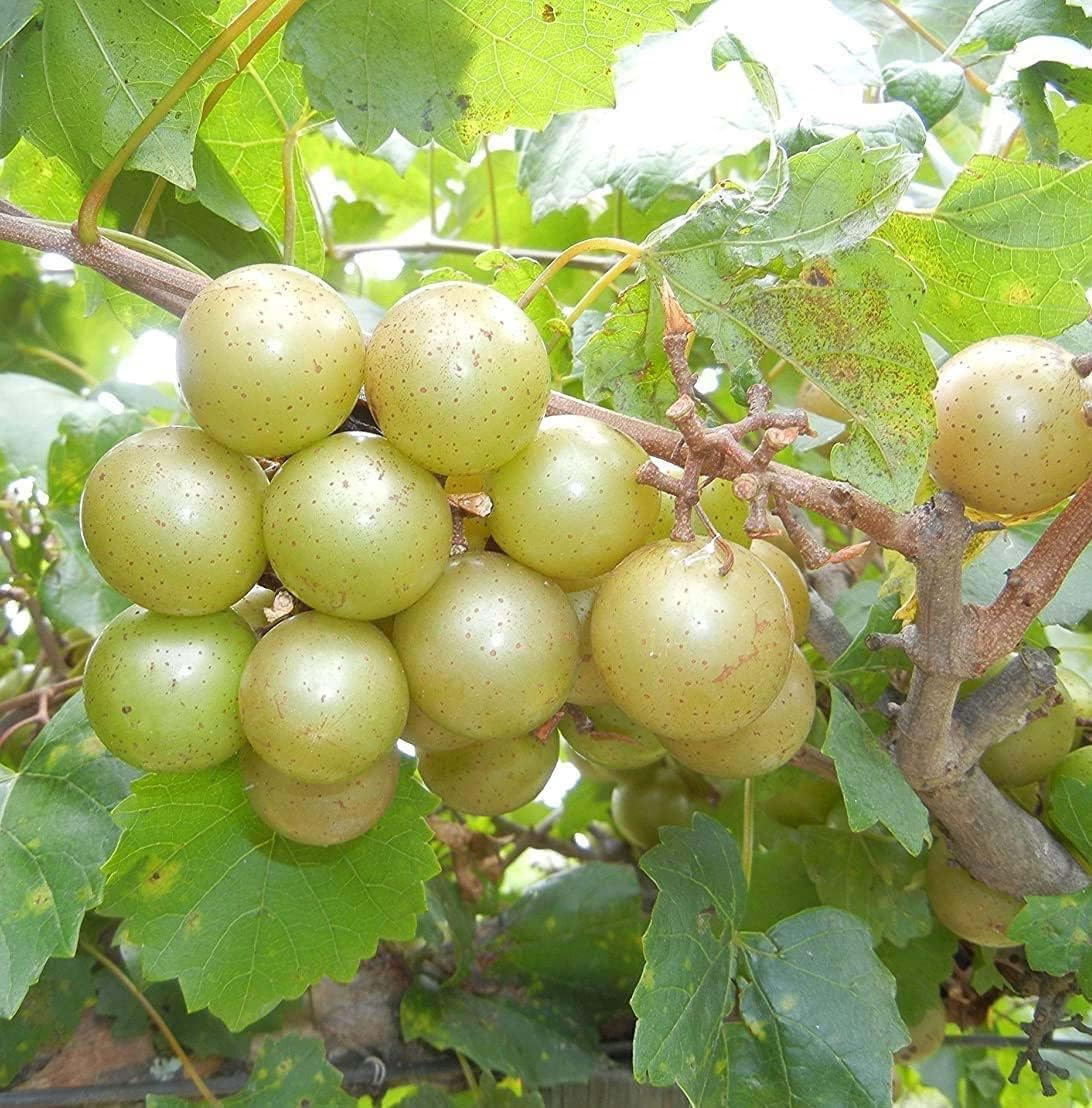Amazon.com : Votaniki Darlene Bronze Muscadine Grape 1 Gallon Size ...