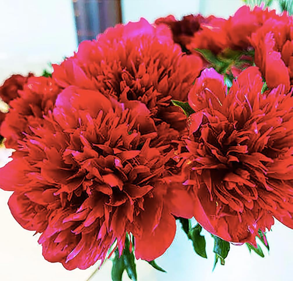 Amazon.com : Many Happy Returns - Double Red Peony Bare Root 3-5 Eyes ...