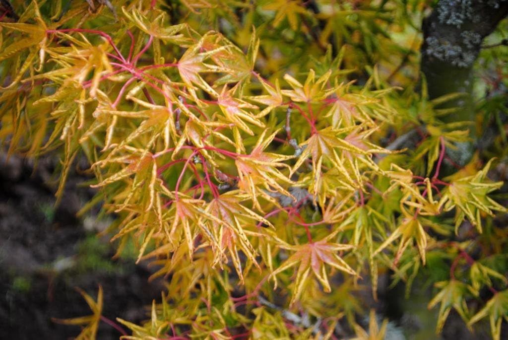 Amazon.com : Hippy Fin Mo Japanese Maple 2 - Year Graft : Maple Trees ...