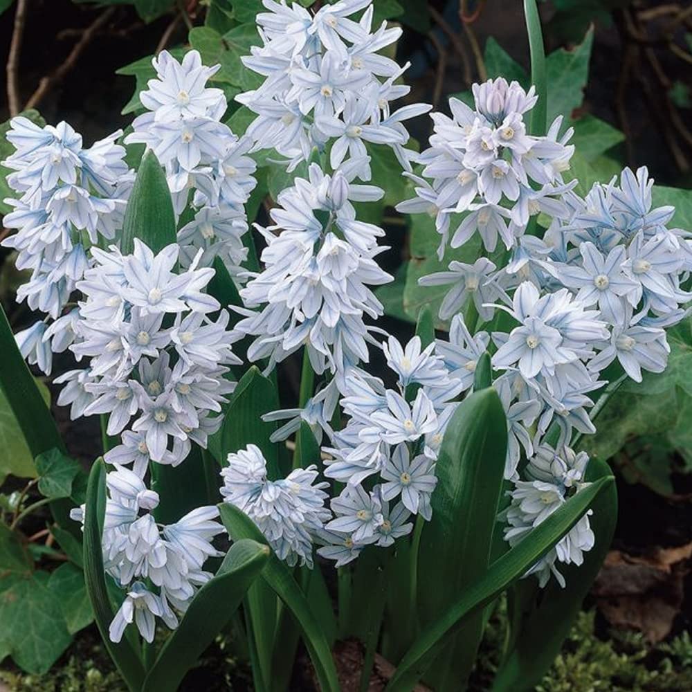 25 x Puschkinia scilloides VAR. libanotica – Spring Flowering Bulbs ...