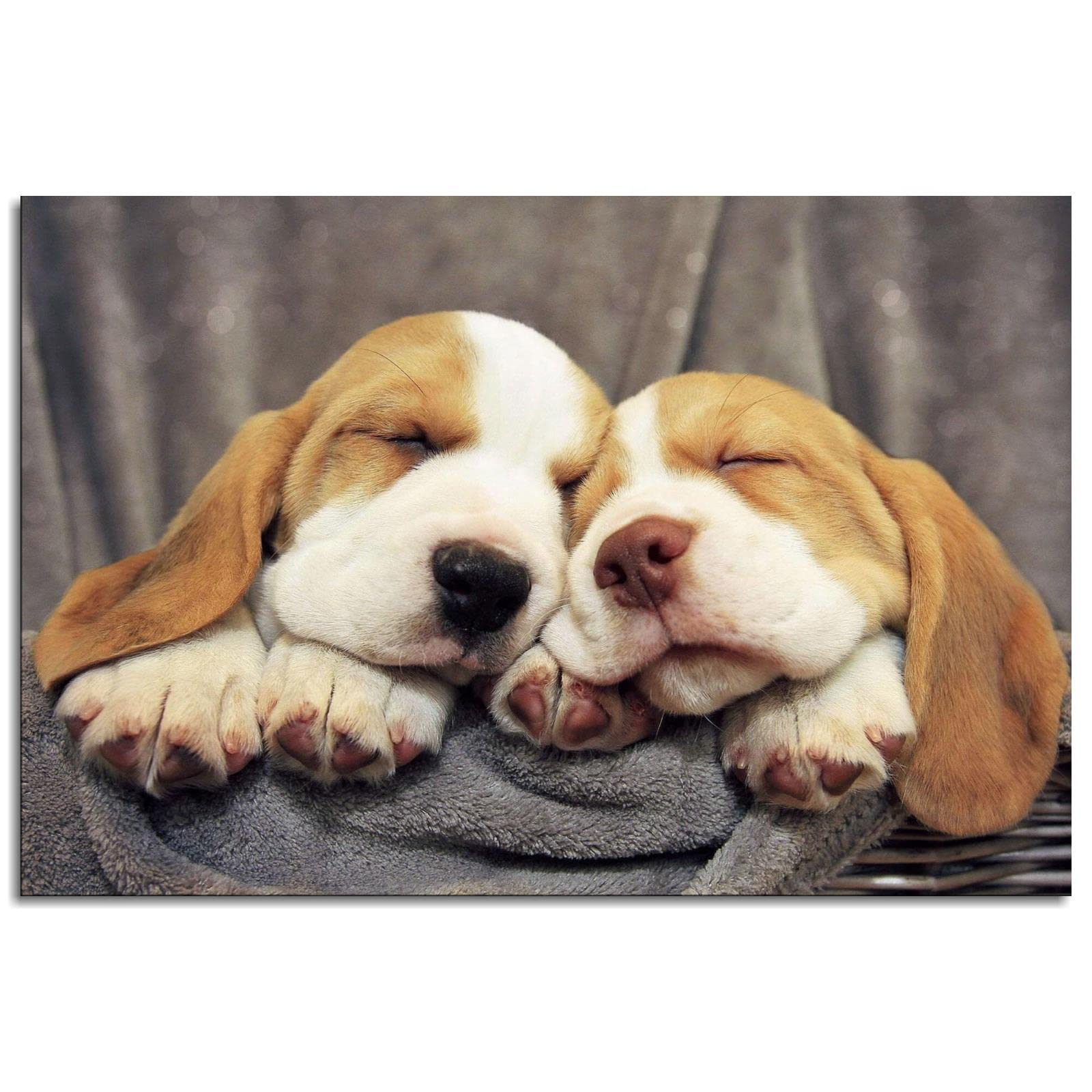 Two Puppies Sleeping