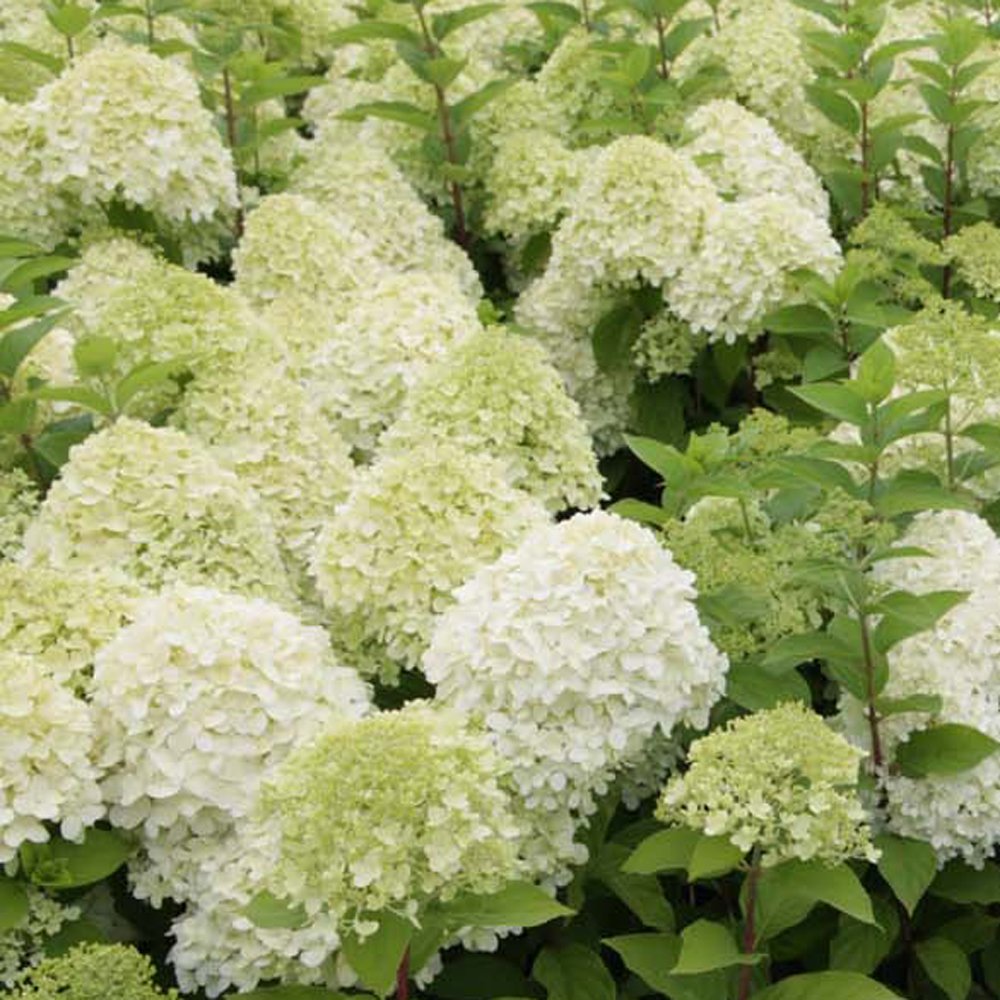 Hydrangea Paniculata Limelight Extra Large Blooms Ideal For Late Summer ...