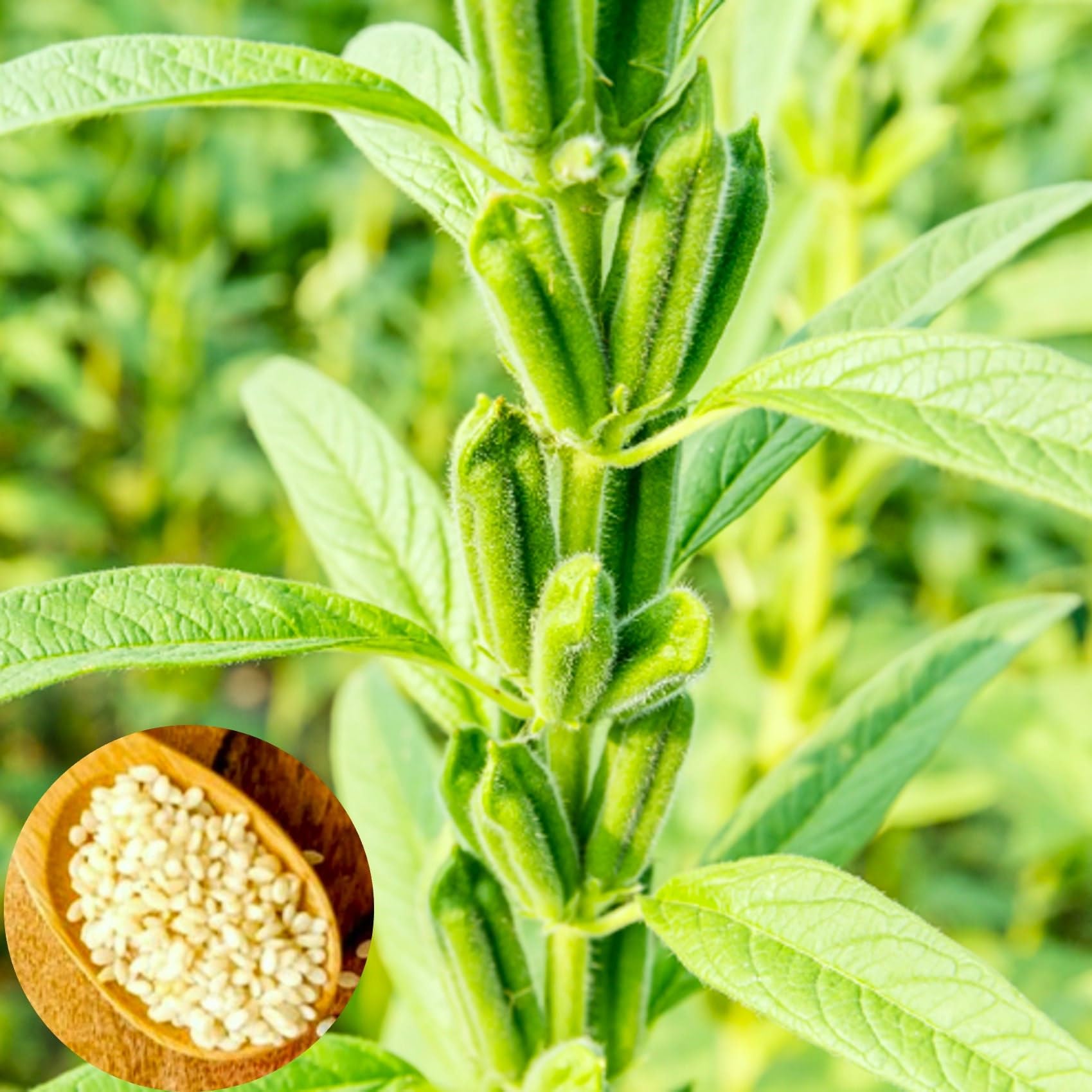 Amazon.com : TomorrowSeeds - White Sesame Seeds - 1500+ Count Packet ...