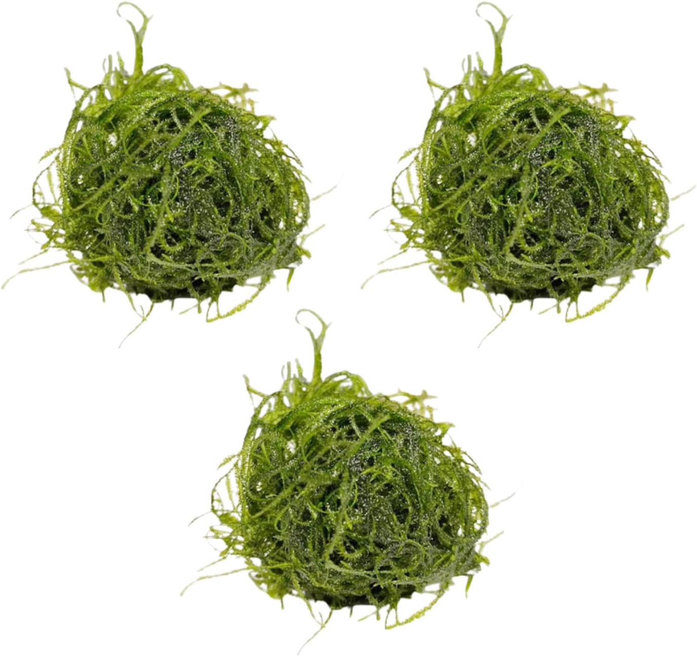 Amazon.com: Mainam Java Moss Vesicularia Dubyana Tropical Freshwater ...