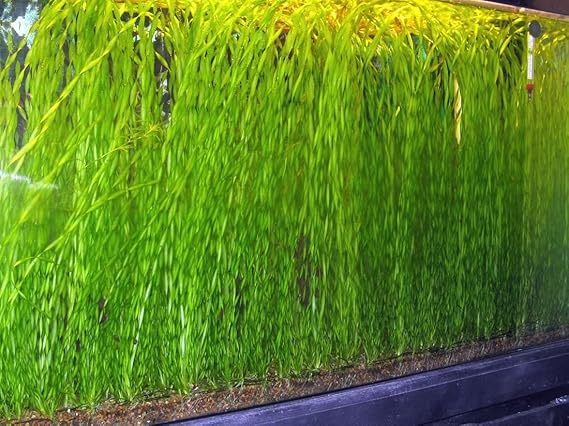 Twisted VALLIS - Live Aquarium Plant - Corkscrew vallis - vallisneria ...