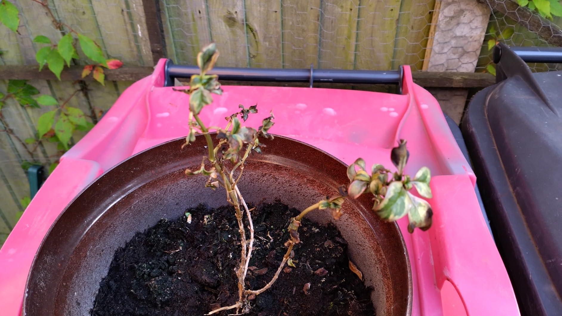 Coprosma Inferno Mirror Plant Upright Evergreen Colourful Outdoor ...