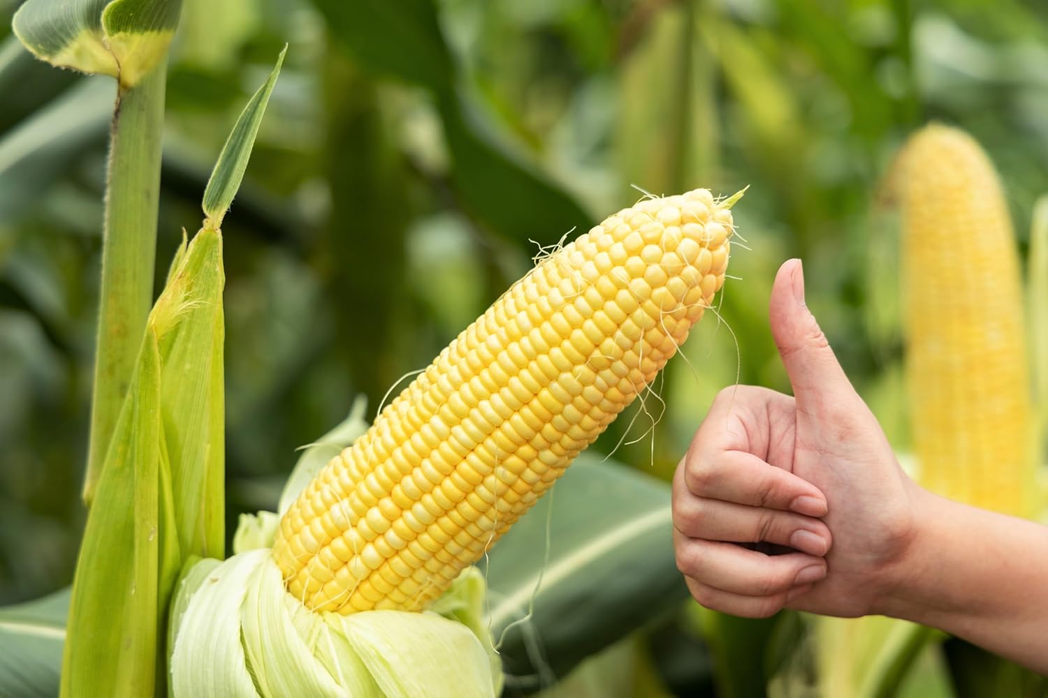Amazon.com : 50 Honey Select Corn Sweet Yellow S.E. Sh2 Zea Mays ...
