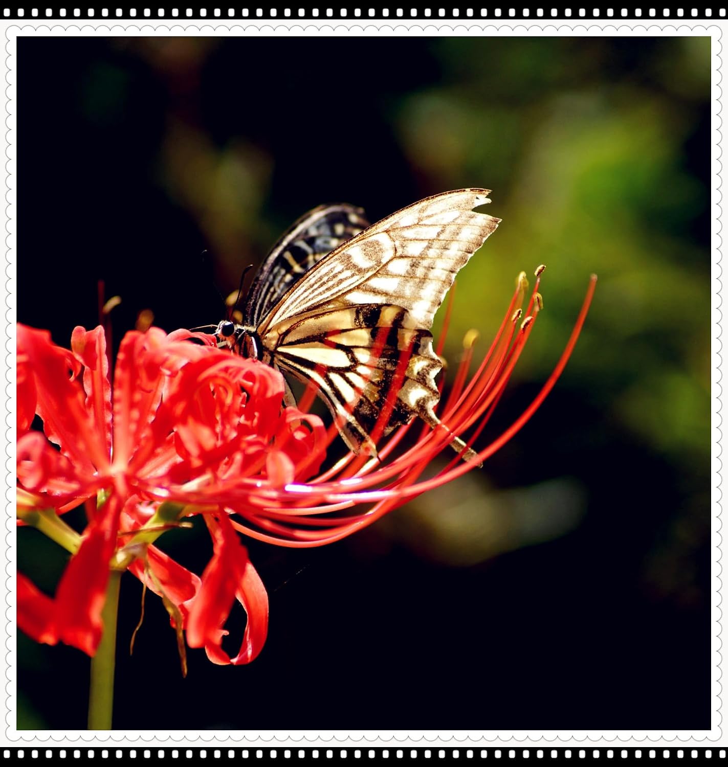 Amazon.com : (Lycoris Radiata for Planting) Simple to Grow Fall or ...