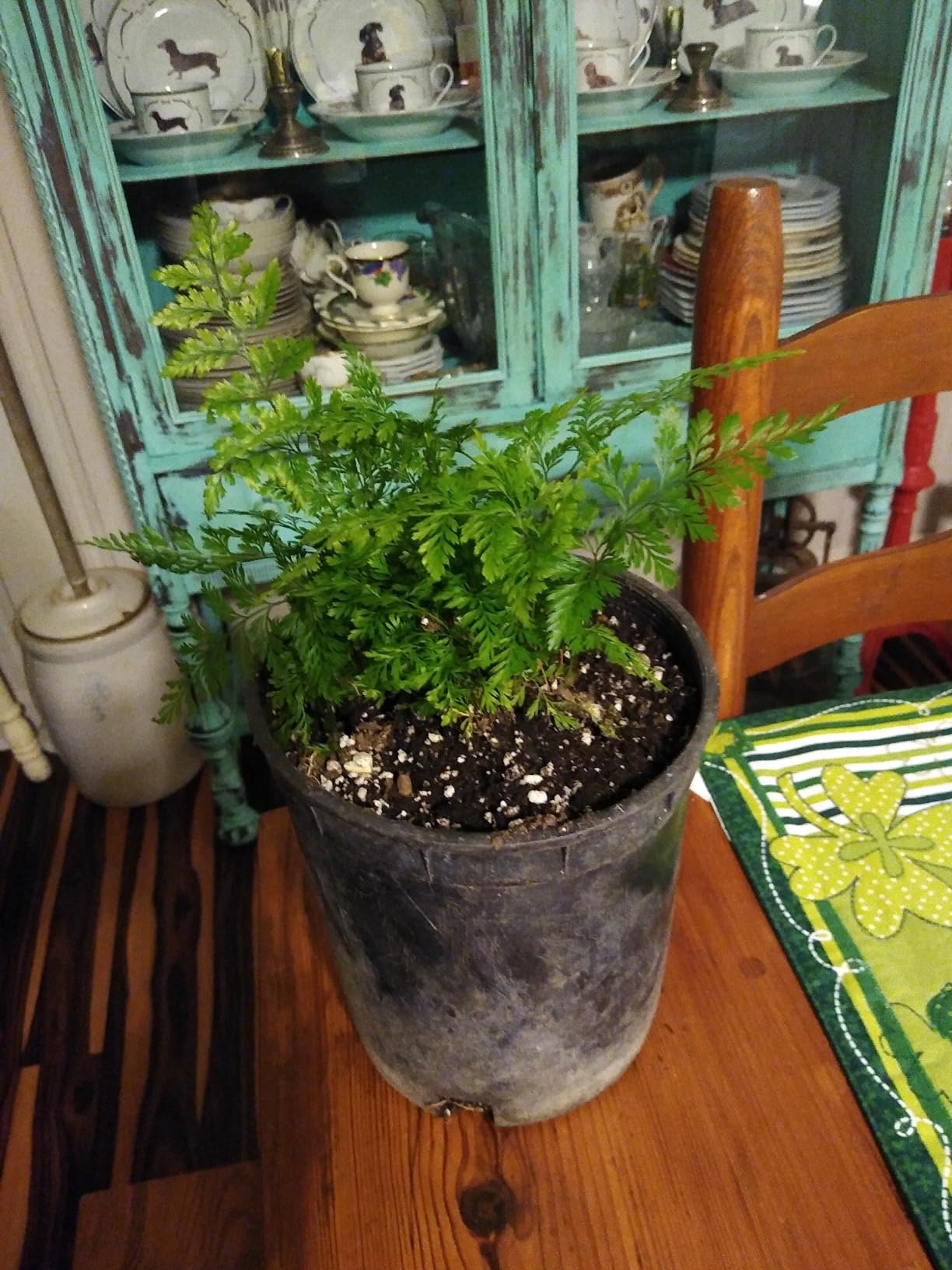 Amazon.com: Rabbit's Foot Fern One Gallon : Grocery & Gourmet Food