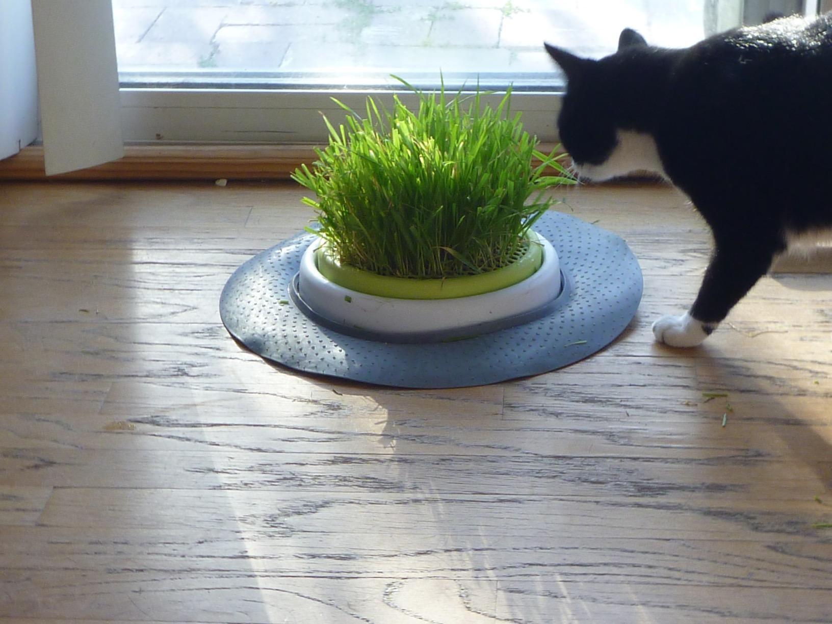 Amazon.com : Catit Design Senses Grass Garden Kit 1x70g : Pet Self ...