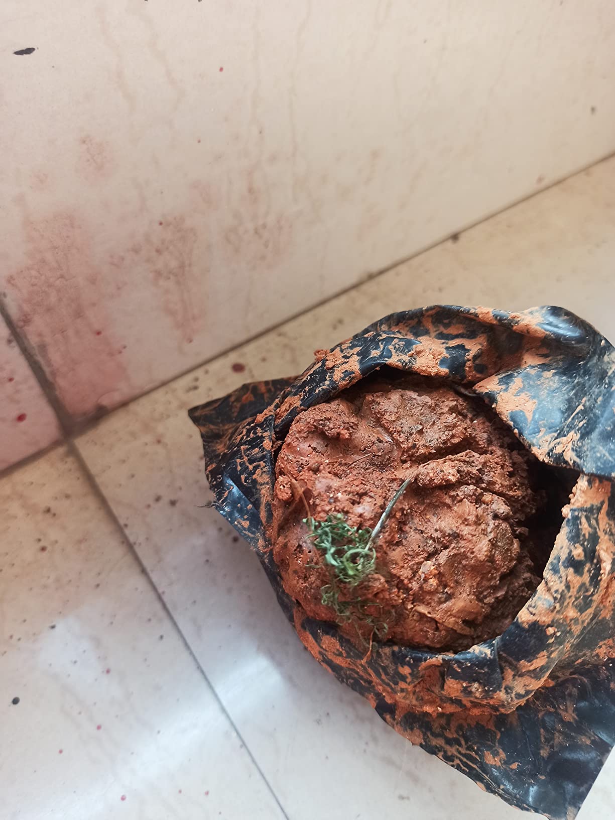 Creative Farmer Akasha Mulla Ipomoea Pinnata Cypress Vine/Star Glory ...