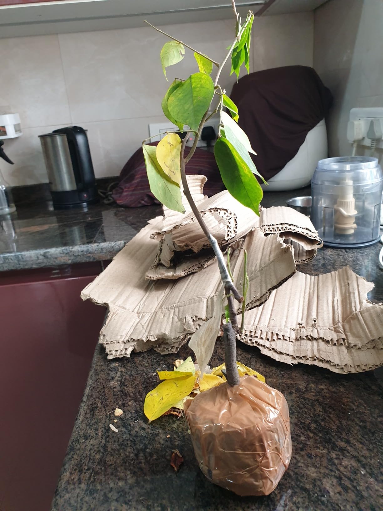 Rahaman Enterprice Sweet Star fruit original grafted plant/green tree ...