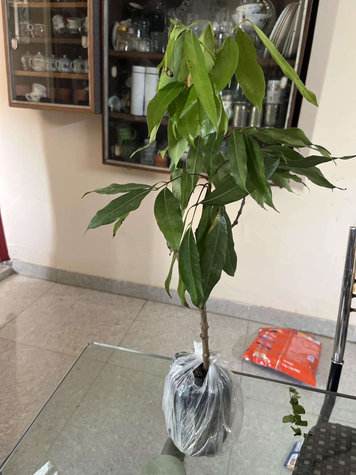 Seedless Bombay Litchi Plant | Dwarf Sweet Litchi Hybrid Tree Healthy ...