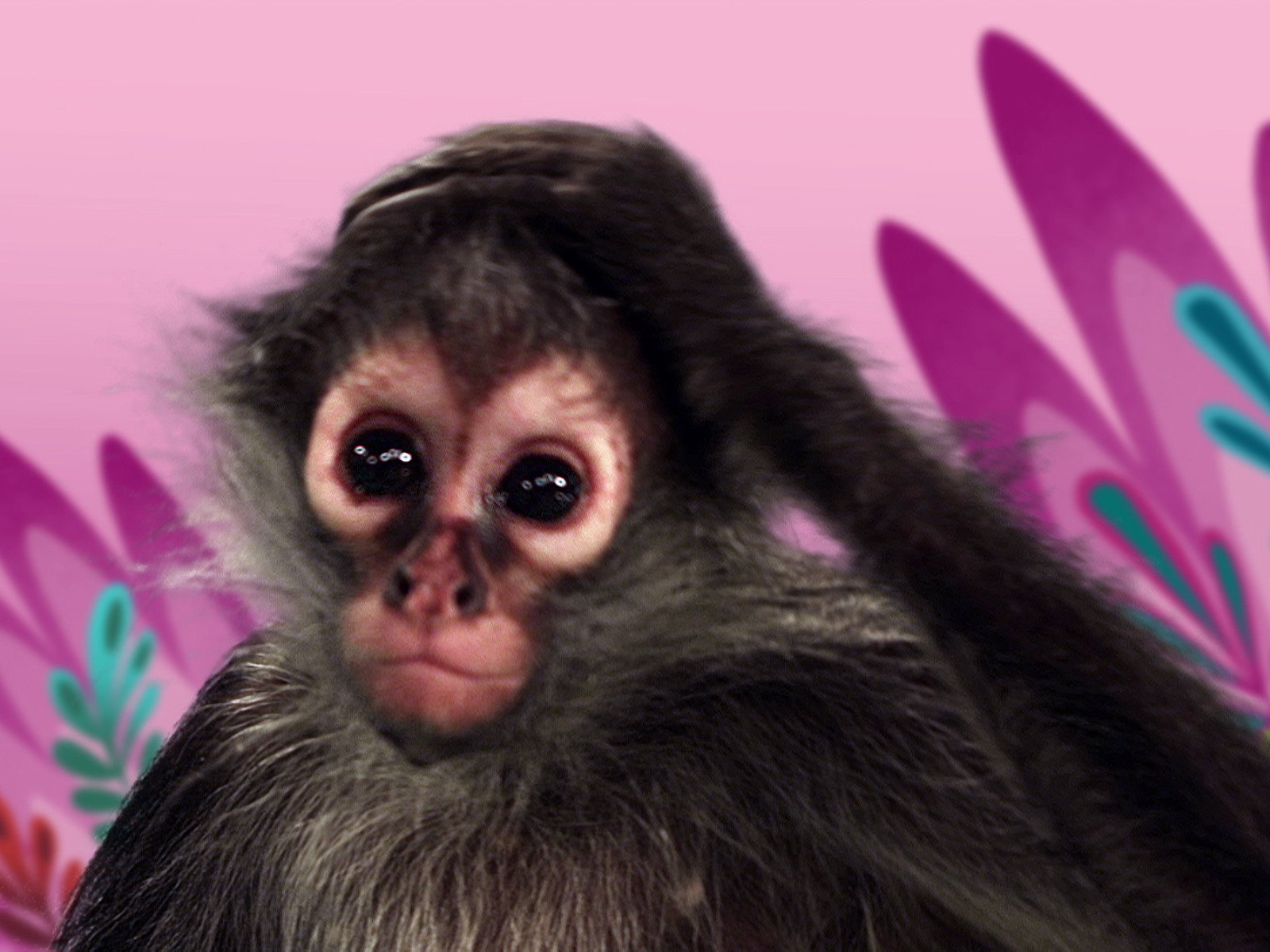 Watch Storybots | Prime Video