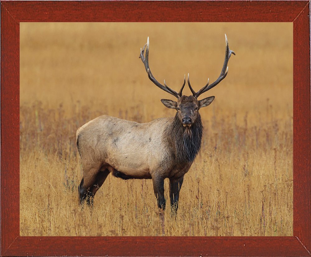 Frame USA Bull Elk Ynp Framed Print 10.25"x13" by Galloimages Online ...