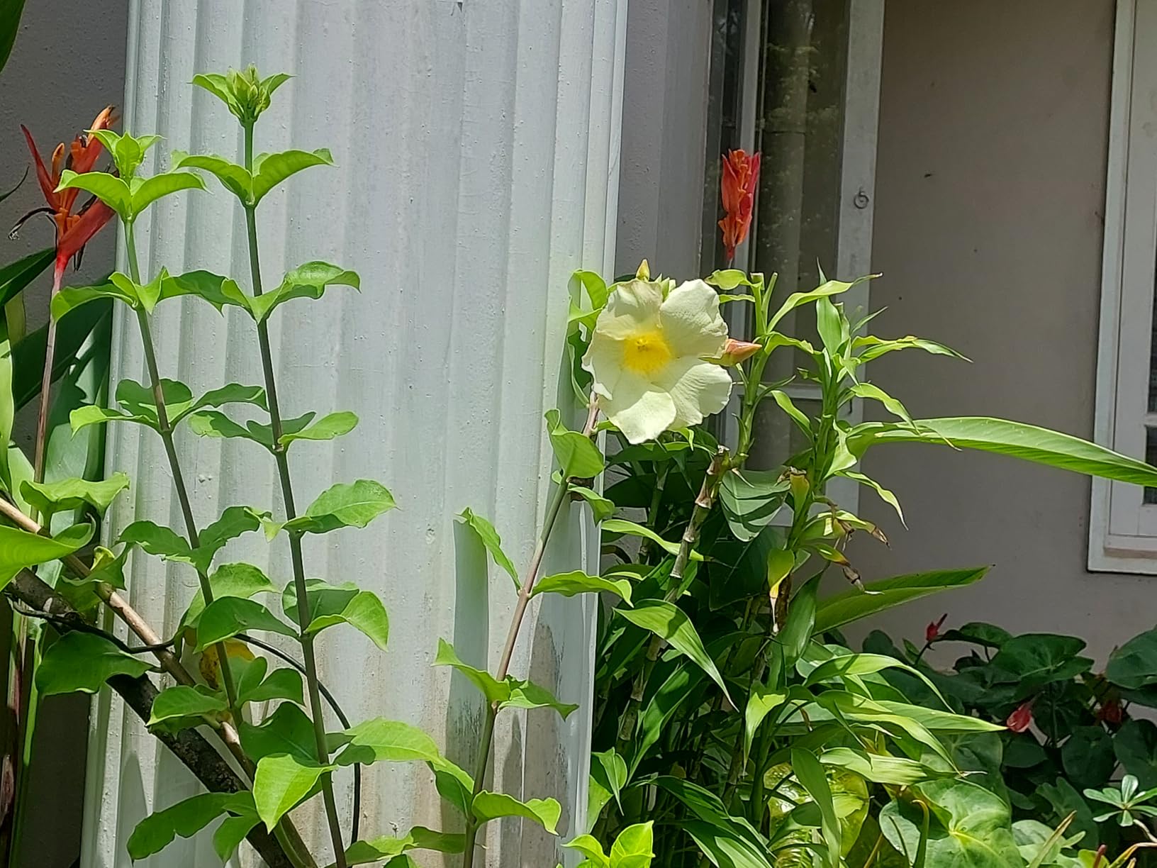 Adhikaryshop Red Allamanda Healthy Live Flower Plant Original Variety ...