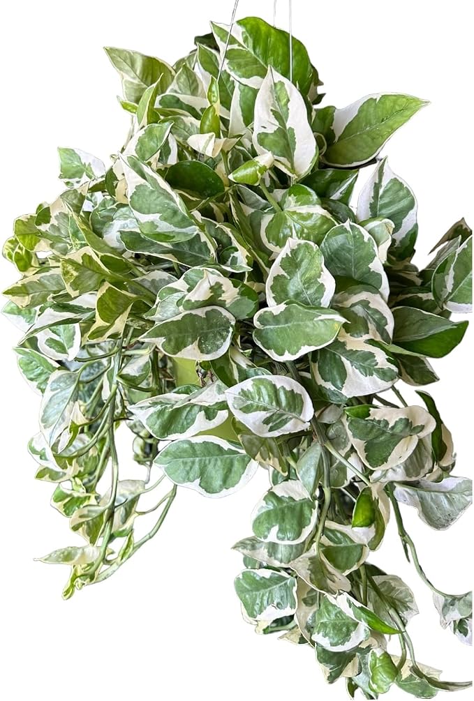 Amazon.com : Hopewind Plants Shop - Pothos N’joy Live indoor plant, 6 ...
