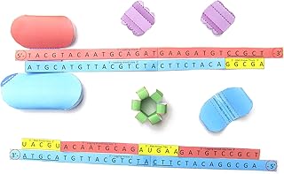 Proteins' Creation: Rna & Dna Base Pairing | MedShun