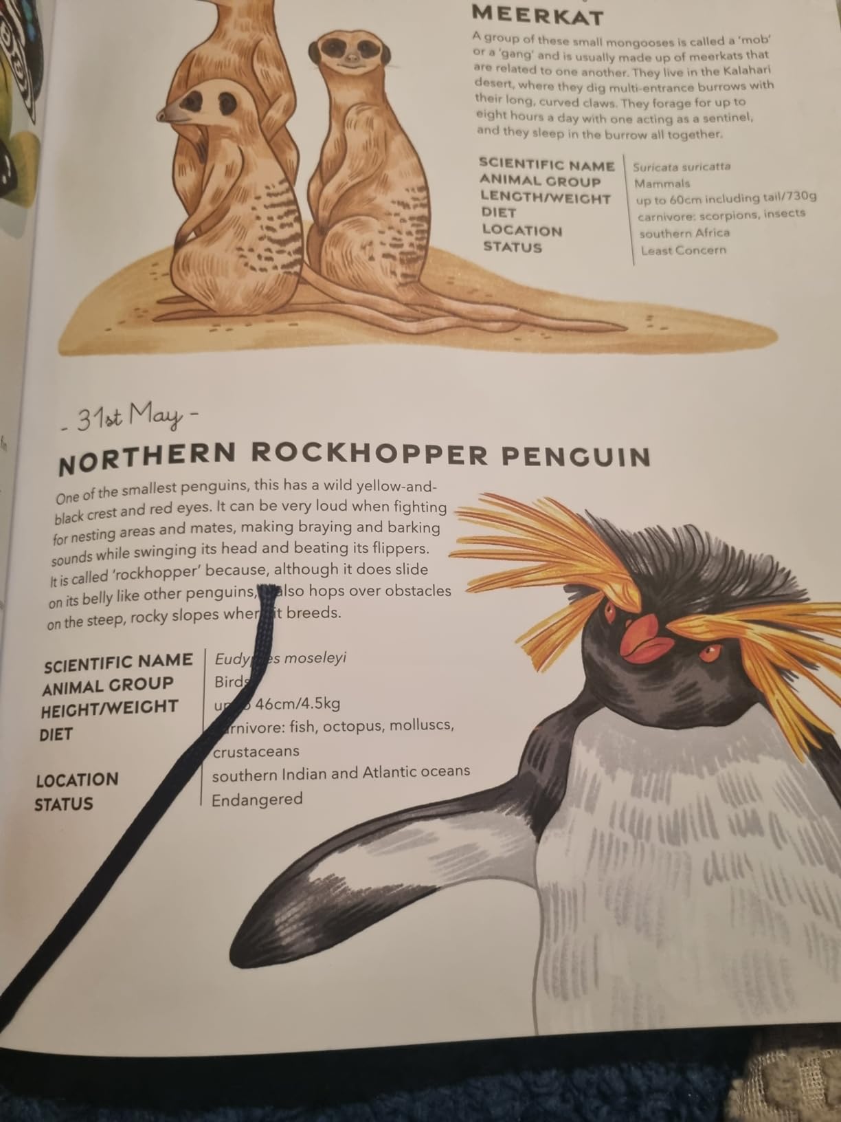 An Animal a Day: A brand new fact filled children’s illustrated gift ...