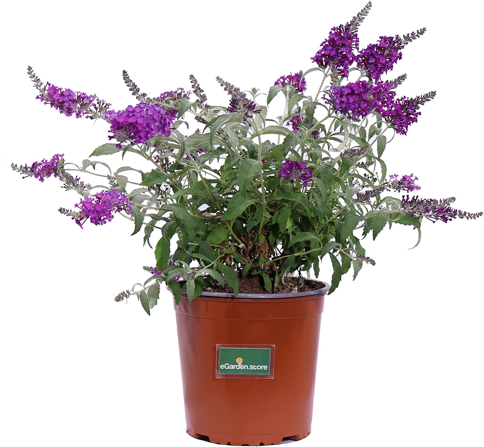Albero delle Farfalle Pianta Vera, Buddleia Davidii Tricolor, Buddleja ...