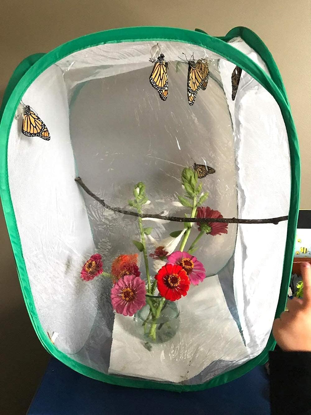 Kit de red de mariposas, jaula de hábitat desplegable de 16 x 24 ...