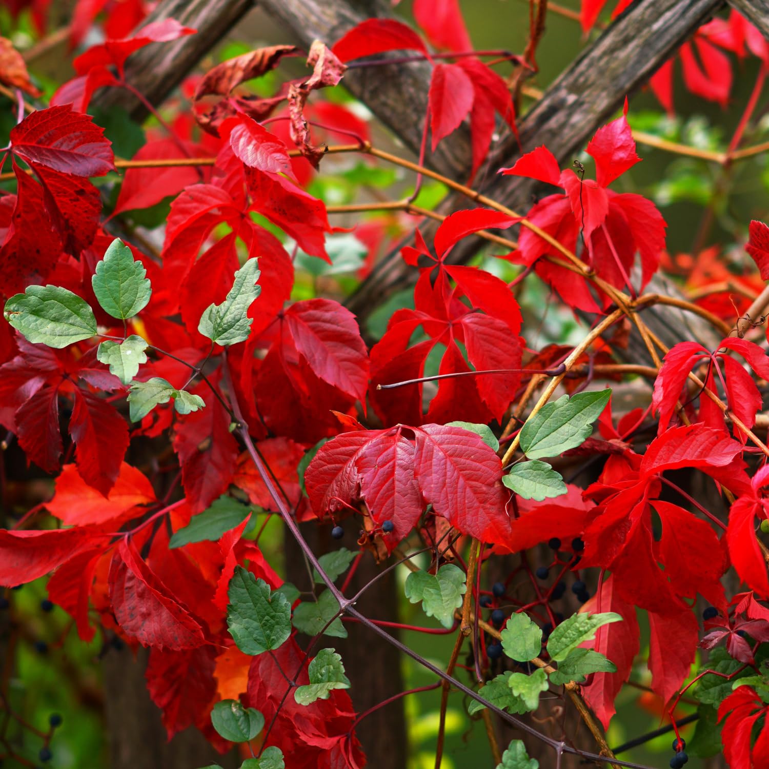 5 Virginia Creeper Vine Bare Roots Live Flowering Ivy Plants ...