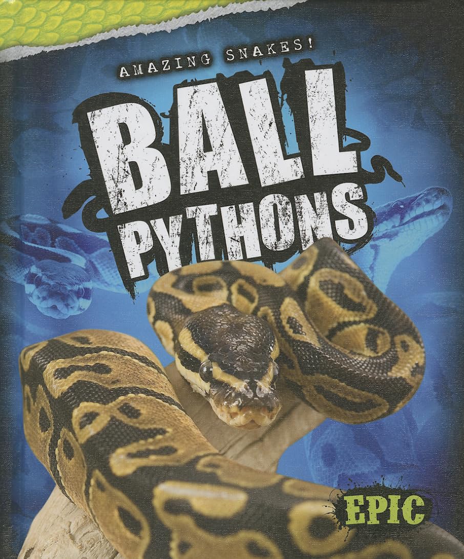 Ball Pythons (Amazing Snakes!): Sweazey, Davy: 9781626170889: Amazon ...