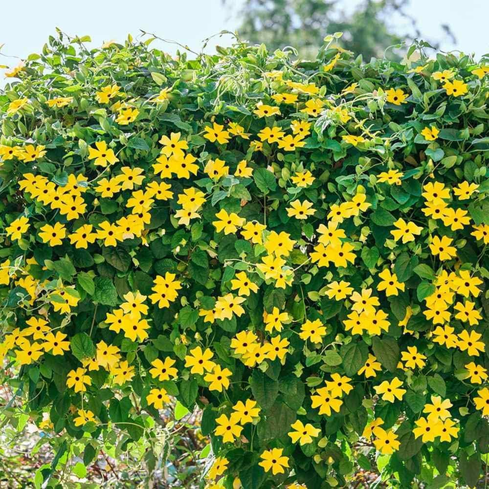 Yellow Flowering Perennial Climbing Vines