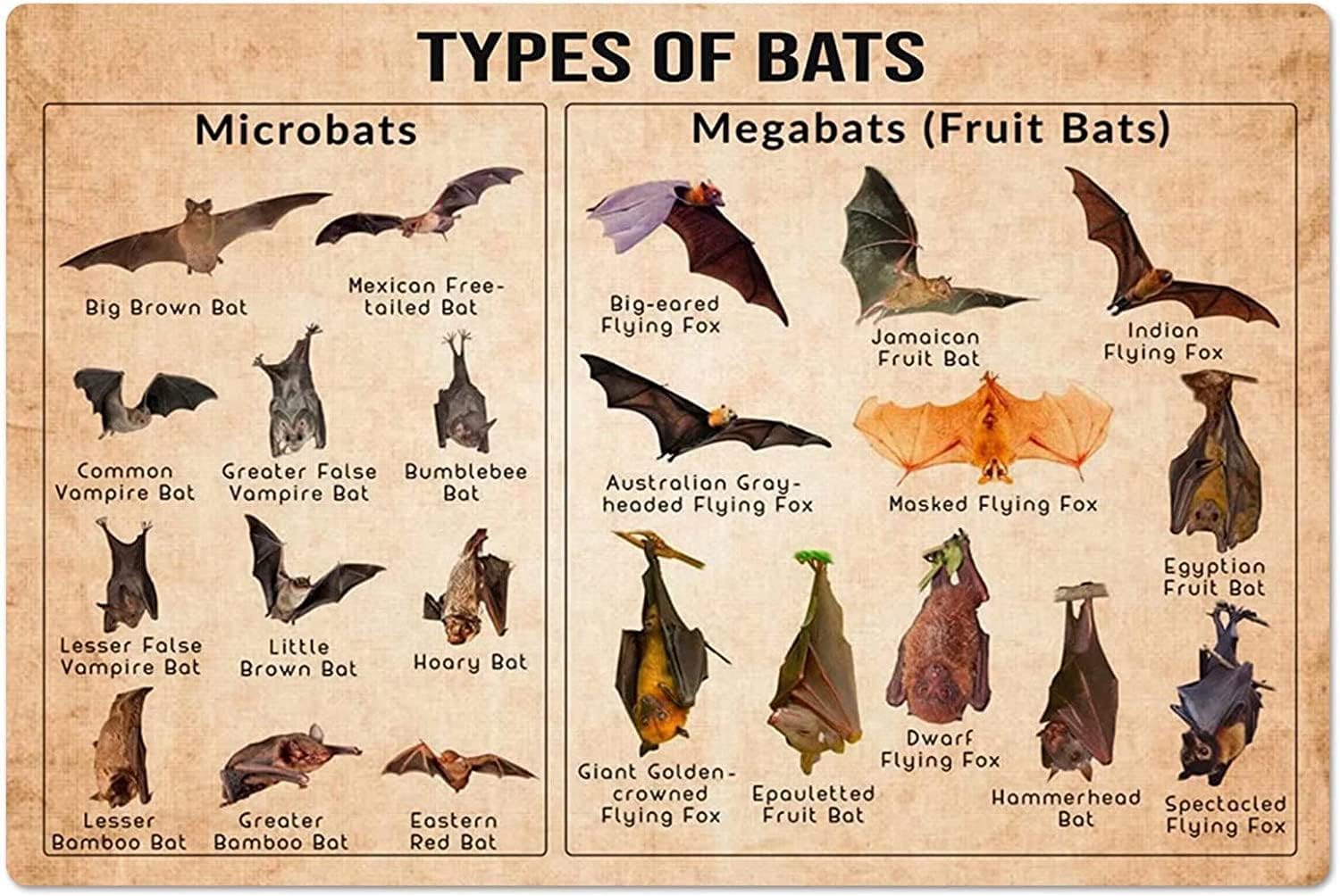 Amazon.com: Types Of Bats Metal Signs Bat Knowledge Posters Microbats ...