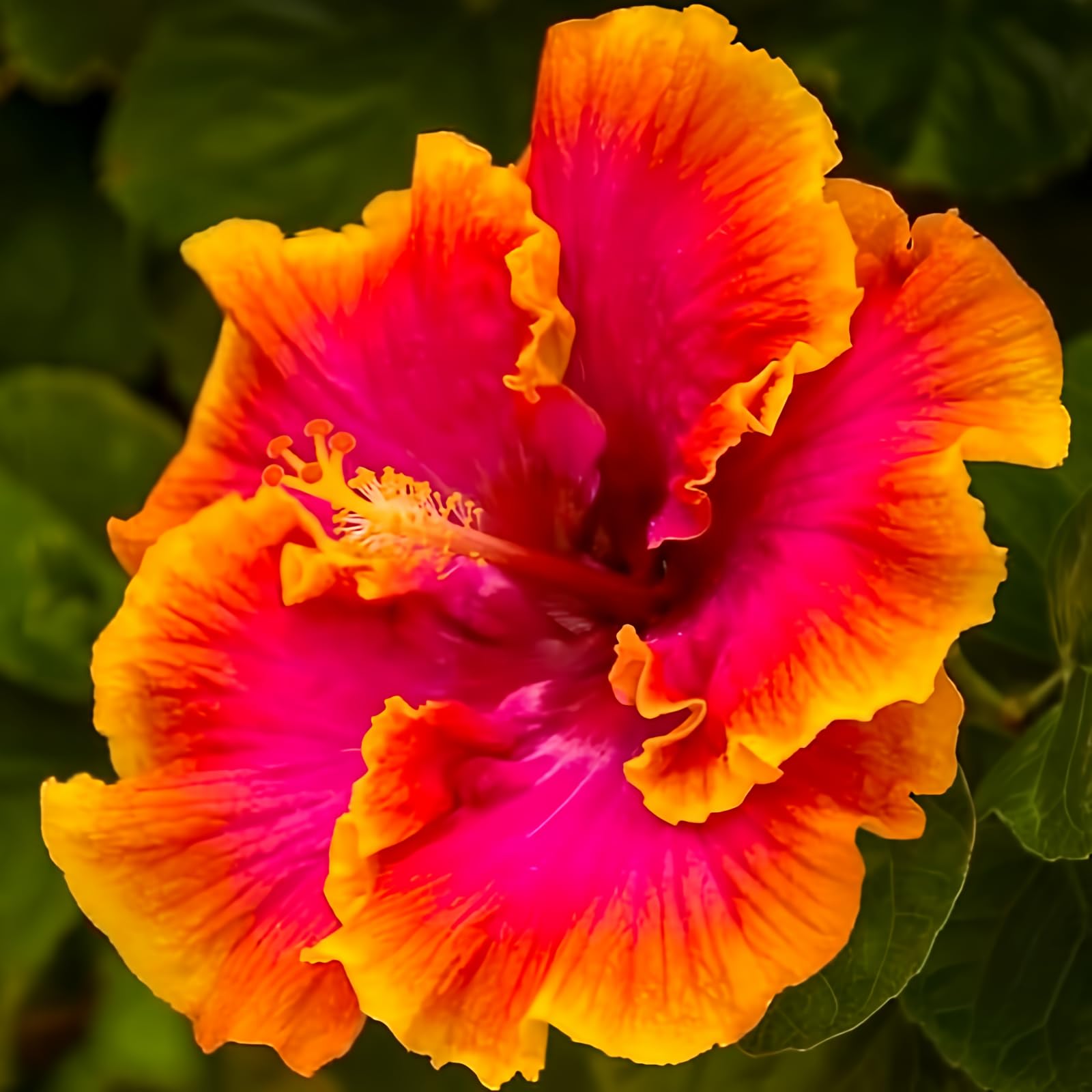 Amazon.com : Sunset Hibiscus Plants Live, 6 to 8 Inch Tall, Hardy ...