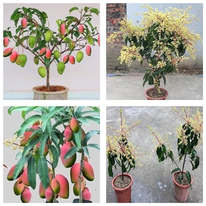 All Time 12 Months Hybrid Grafted Vietnam Variety Mango Live Plant in a ...