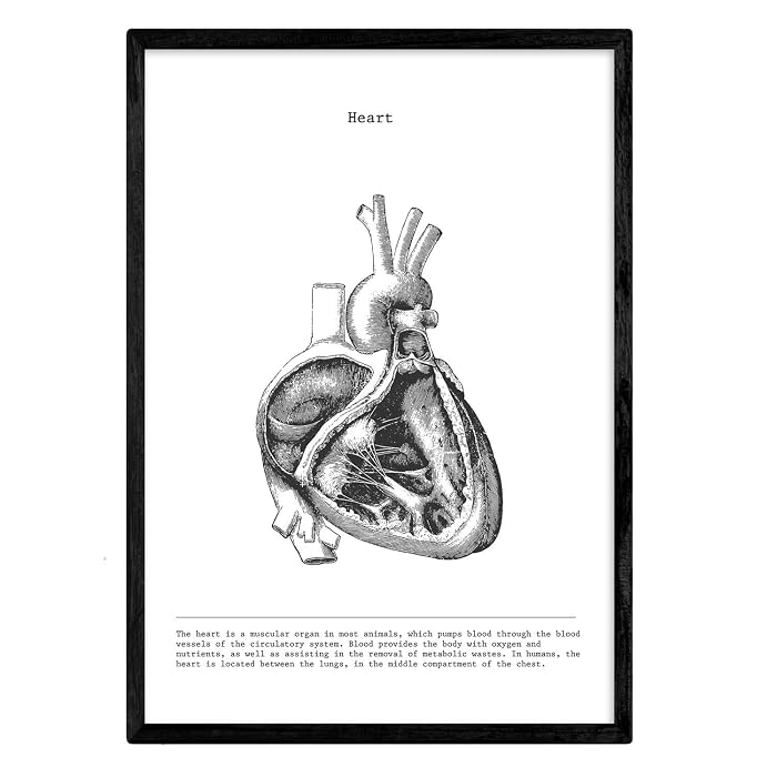 Buy Nacnic Anatomy Poster. Vintage style wall decoration of bisected ...