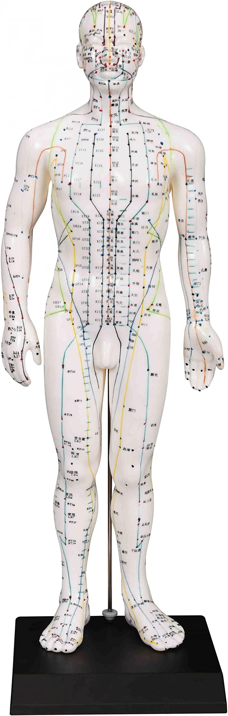 Amazon.com: Female Acupuncture Model 19" with Chinese and English ...